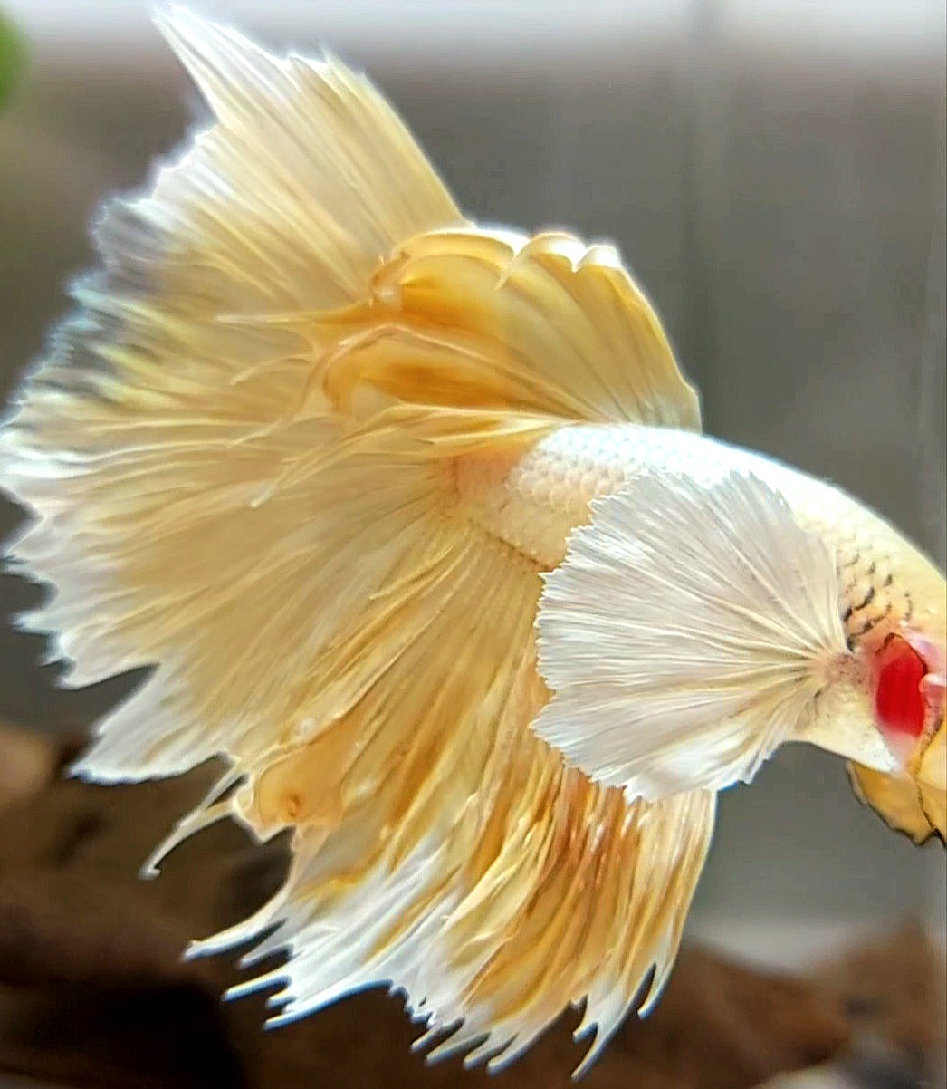 Koleksi Cupang Bandung - HALFMOON SUPER DUMBO EAR ROSETAIL SUPER GOLD ...