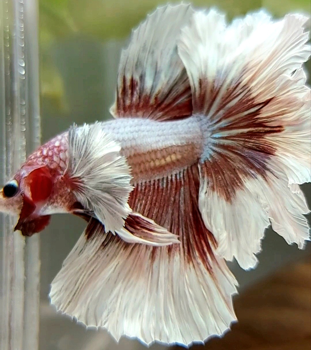 Koleksi Cupang Bandung - HALFMOON DUMBO EAR FEATHER TAIL ROSEGOLD ...