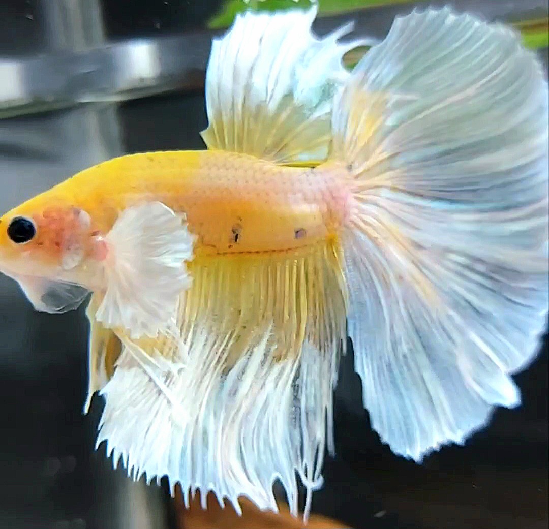 Koleksi Cupang Bandung - XL HALFMOON DUMBO EAR YELLOW BUTTERFLY ...