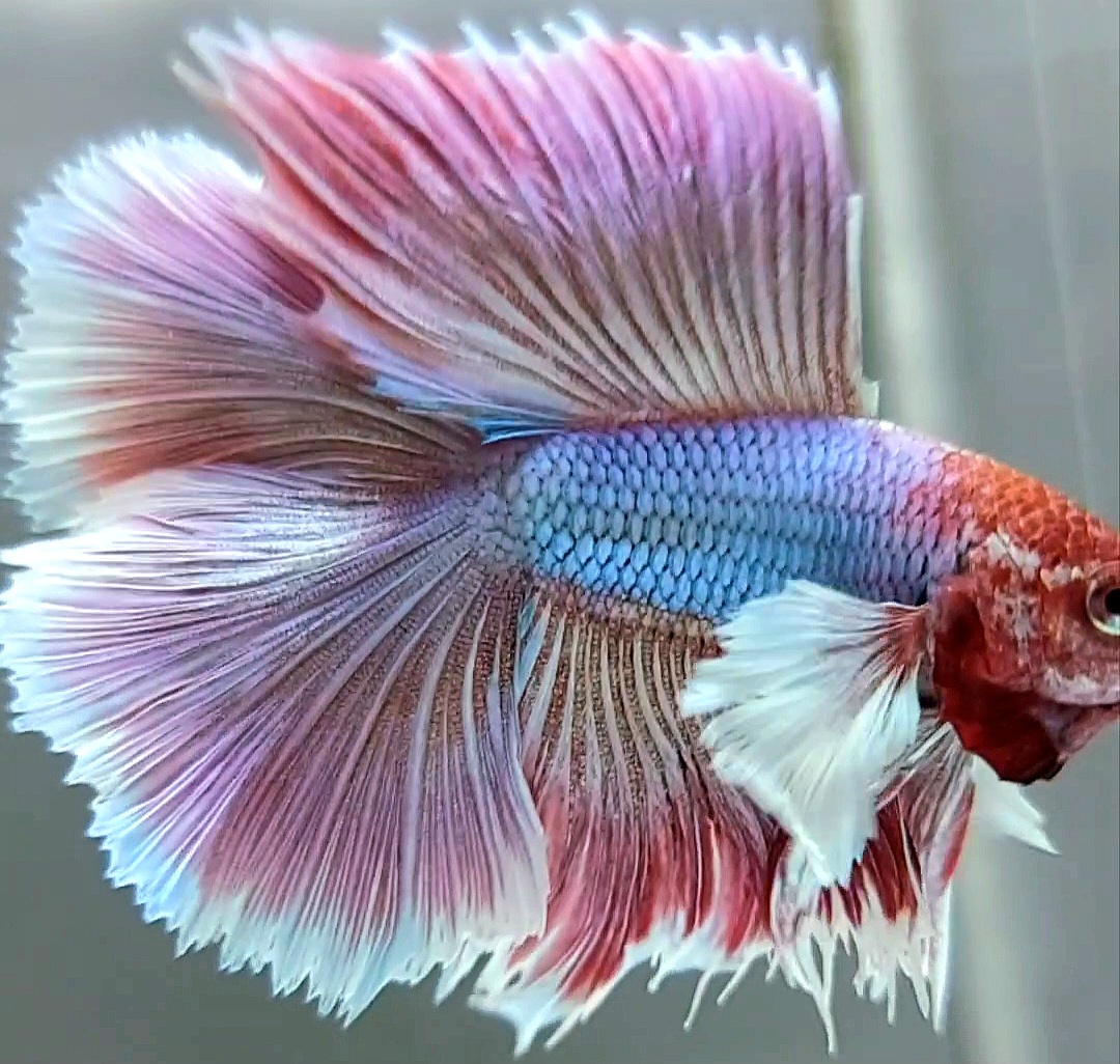 Koleksi Cupang Bandung - HALFMOON DUMBO EAR DOUBLE TAIL PURPLE UNICORN ...