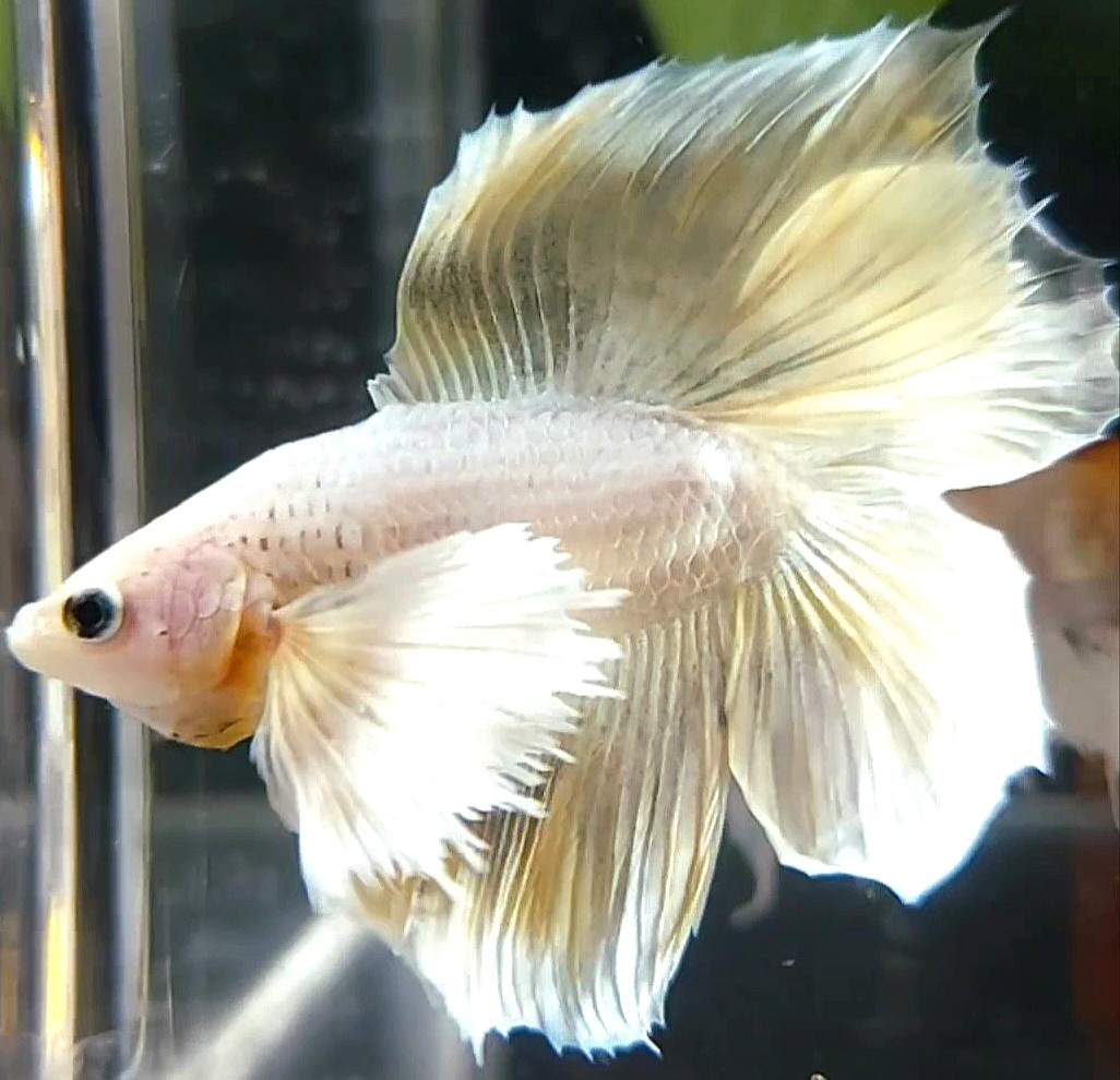 Koleksi Cupang Bandung - HALFMOON DUMBO EAR DOUBLE TAIL SOFT GOLD BETTA ...