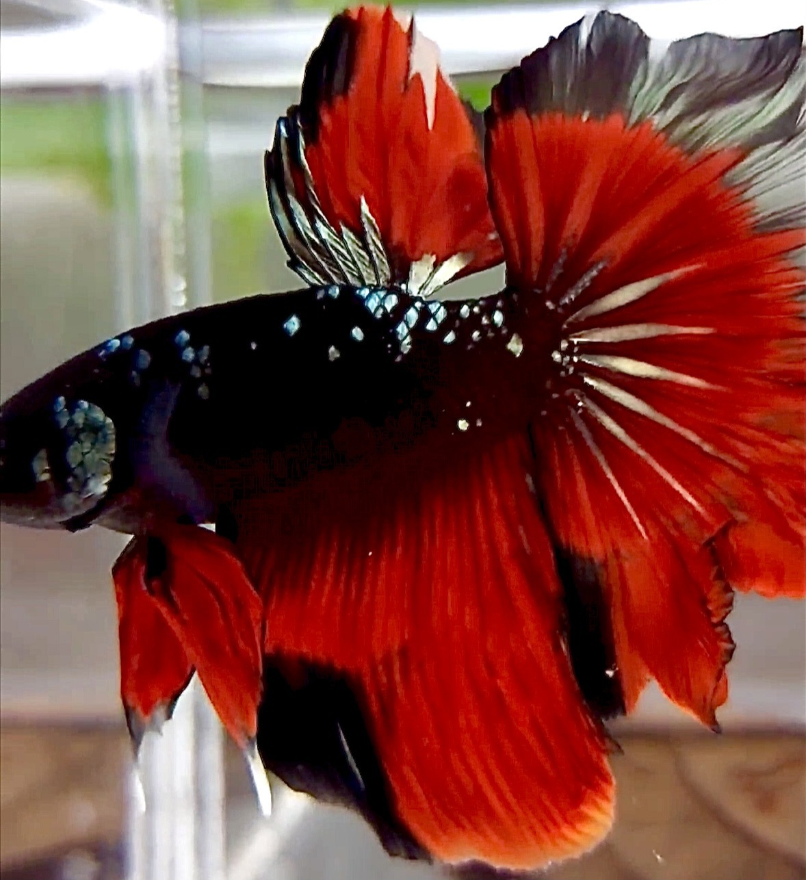 Koleksi Cupang Bandung - HALFMOON ROSETAIL BLACK GALAXY COPPER RED ...