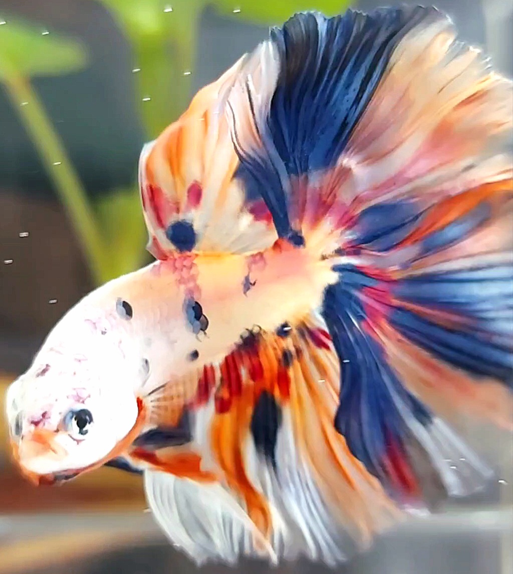 Koleksi Cupang Bandung - HALFMOON ROSETAIL WHITE CANDY MULTICOLOR BETTA ...