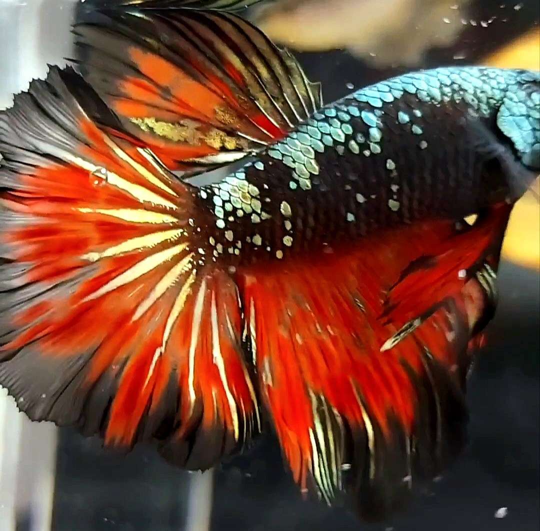 Koleksi Cupang Bandung - HALFMOON BLACK STAR GALAXY COPPER GOLD AVATAR ...