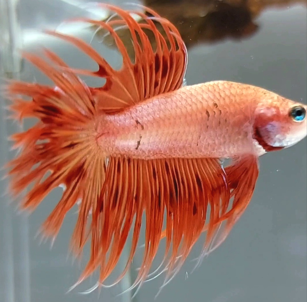 Koleksi Cupang Bandung - CROWNTAIL ARMAGEDDON VANDA SUPER RARE BETTA FISH