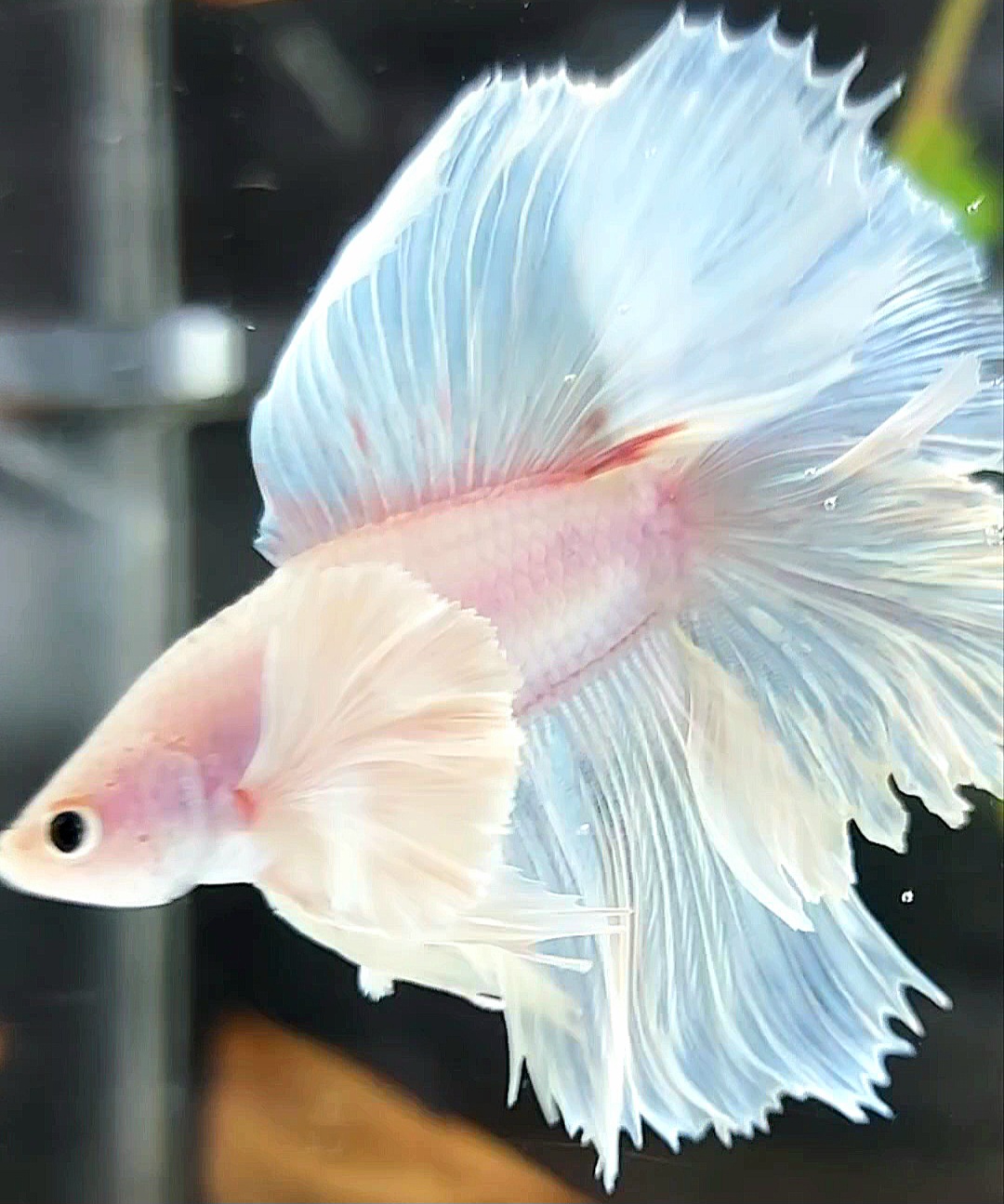 Koleksi Cupang Bandung - HALFMOON DOUBLE TAIL DUMBO EAR SUPER WHITE ...