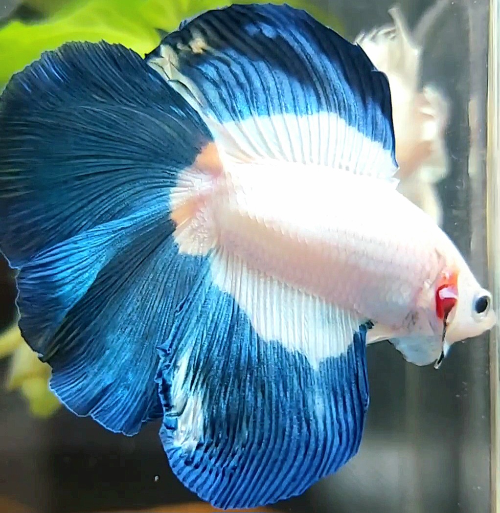 Koleksi Cupang Bandung - HALFMOON DOUBLE TAIL BLUE RIM BUTTERFLY RARE ...