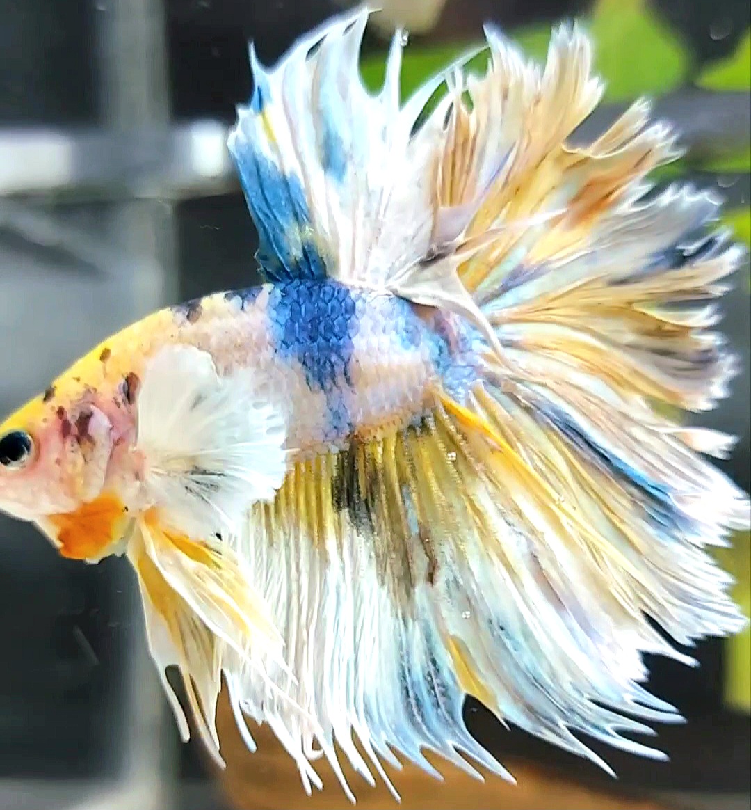 Koleksi Cupang Bandung - XL HALFMOON CROWNTAIL DUMBO EAR YELLOW MARBLE ...