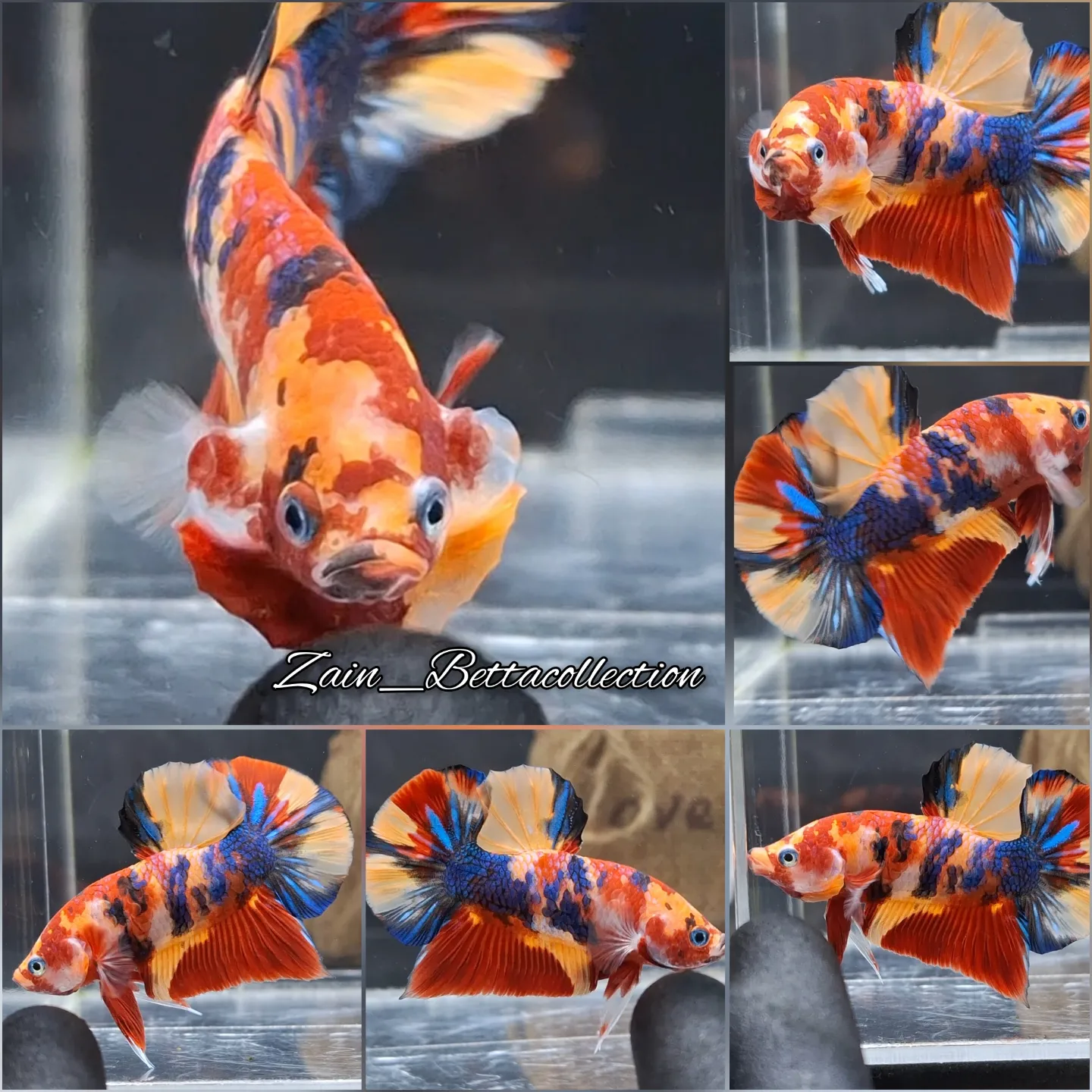 Zain Betta - Multicolor Candy Koi Betta Fish