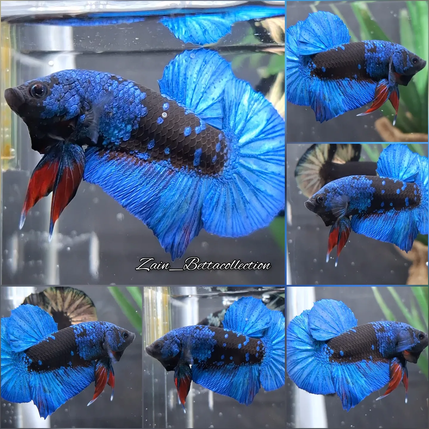 Zain Betta - Blue Black Star Galaxy Turquoise Betta Fish