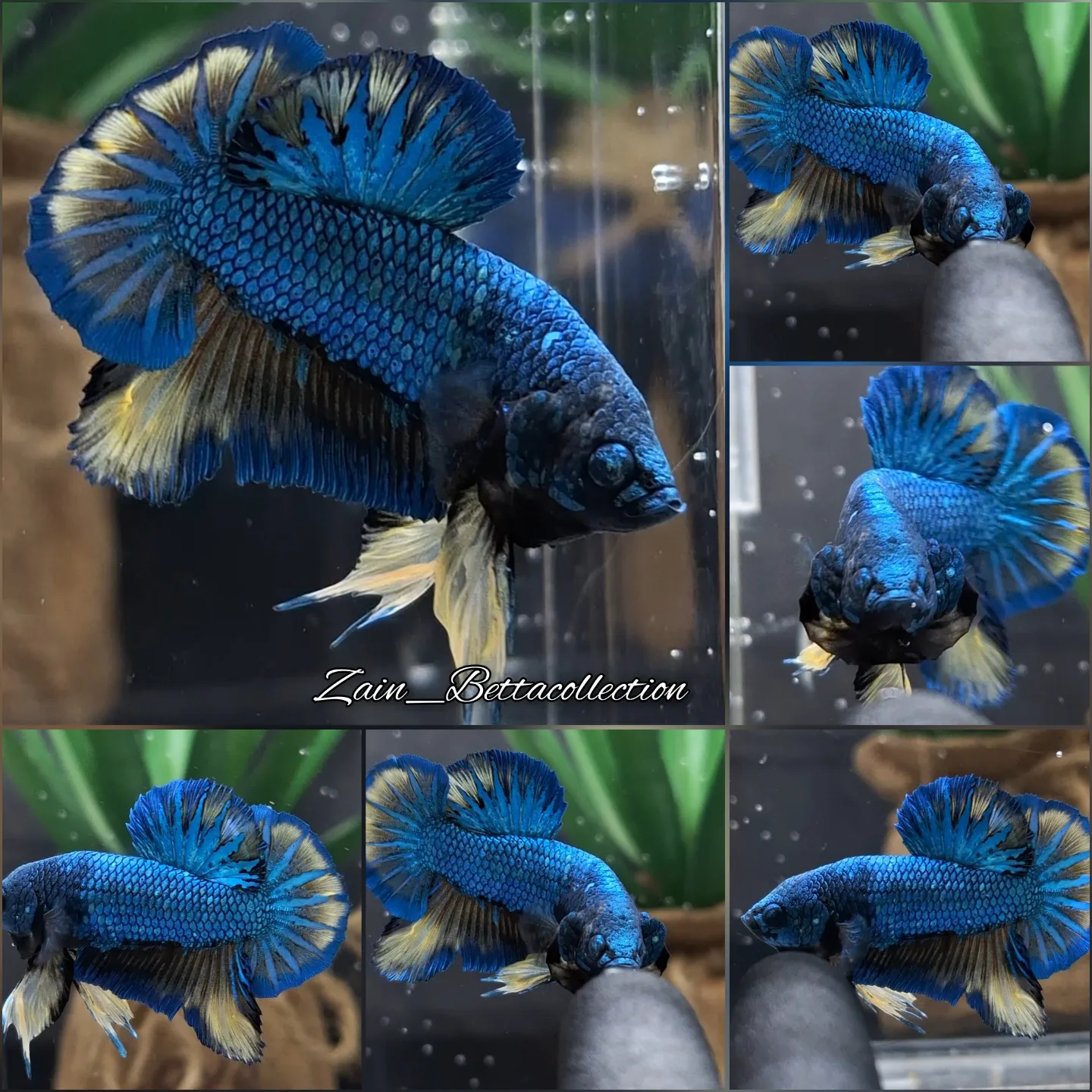 Zain Betta - Mustard Gas Blue Turquoise Dragon Betta Fish