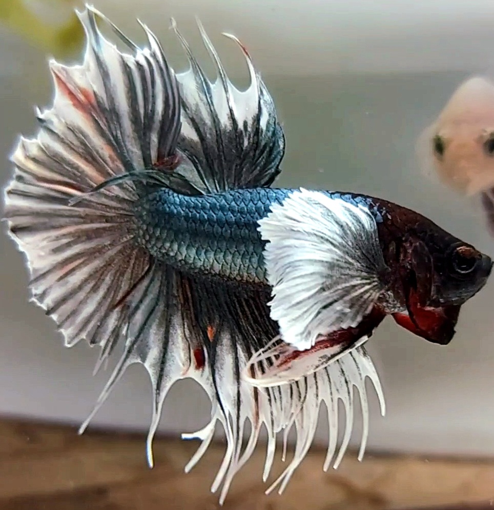Koleksi Cupang Bandung - CROWNTAIL SUPER DUMBO EAR COPPER ARMY BETTA FISH
