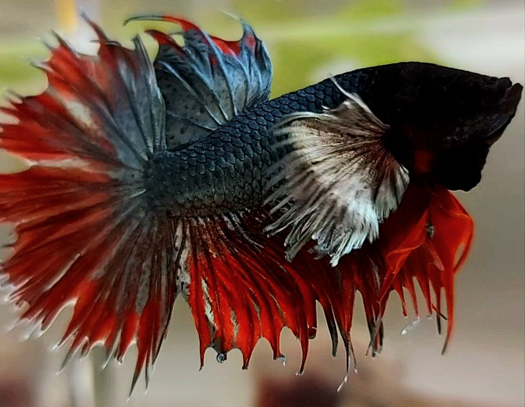 Koleksi Cupang Bandung - CROWNTAIL SUPER DUMBO EAR RED COPPER ARMY RARE ...