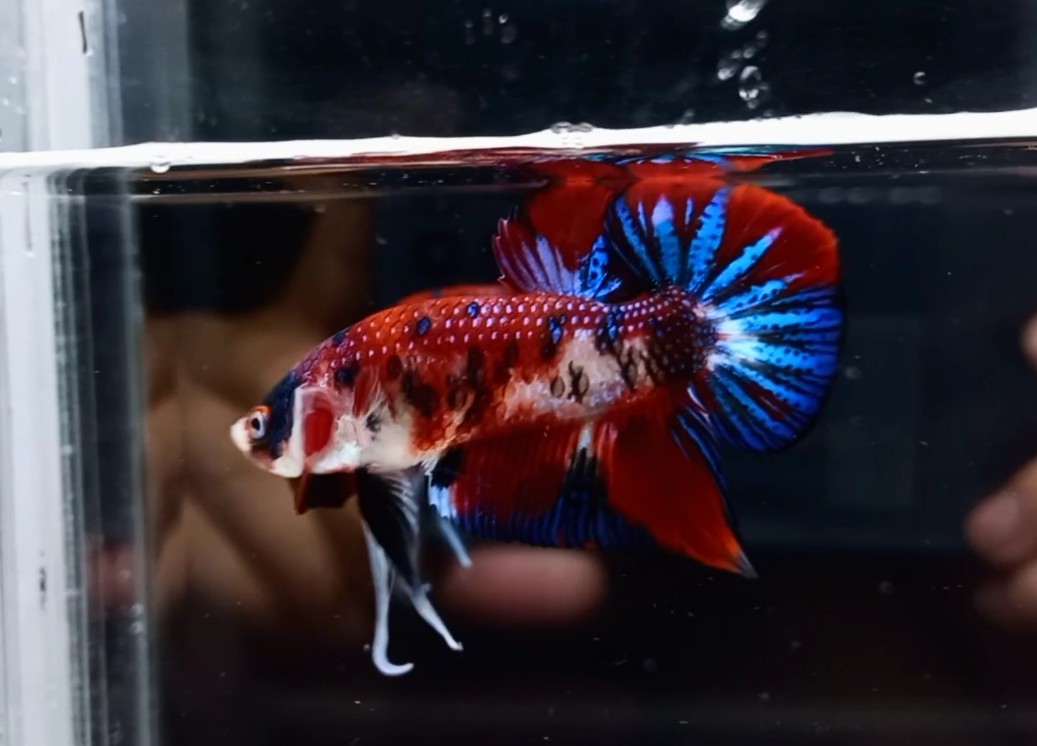 VJ Betta ID - Red Koi Metallic Betta