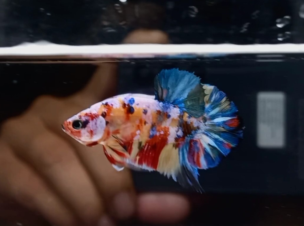 VJ Betta ID - Candy Multicolour Betta