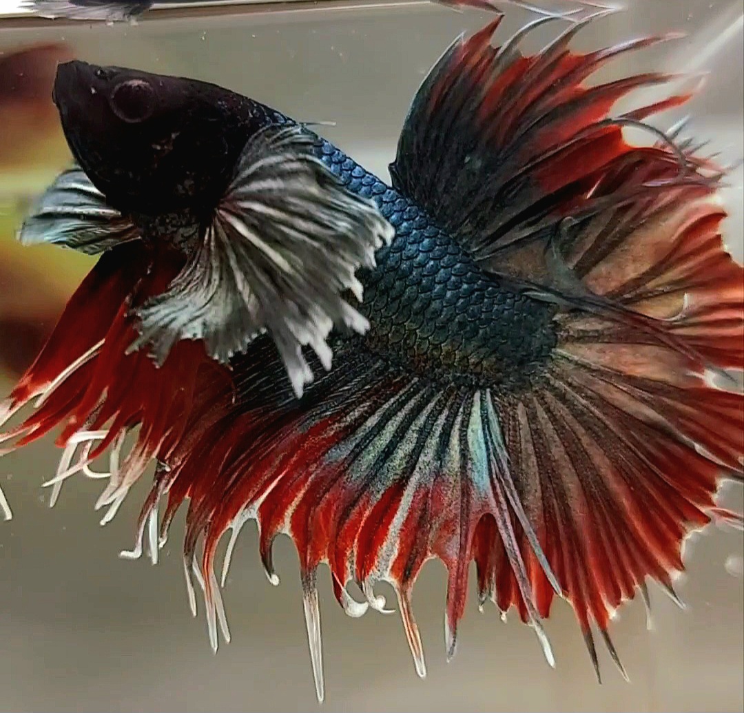 Koleksi Cupang Bandung - CROWNTAIL DUMBO EAR RED COPPER ARMY RARE BETTA ...