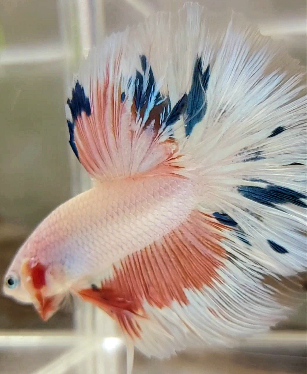 Koleksi Cupang Bandung - HALFMOON ROSETAIL PINK FLAMINGGU BLUE WASH ...