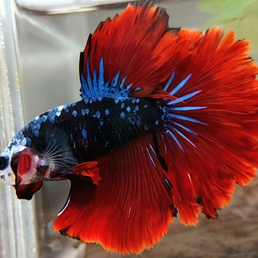 Koleksi Cupang Bandung - HALFMOON ROSETAIL BLACK STAR GALAXY BLUE ...