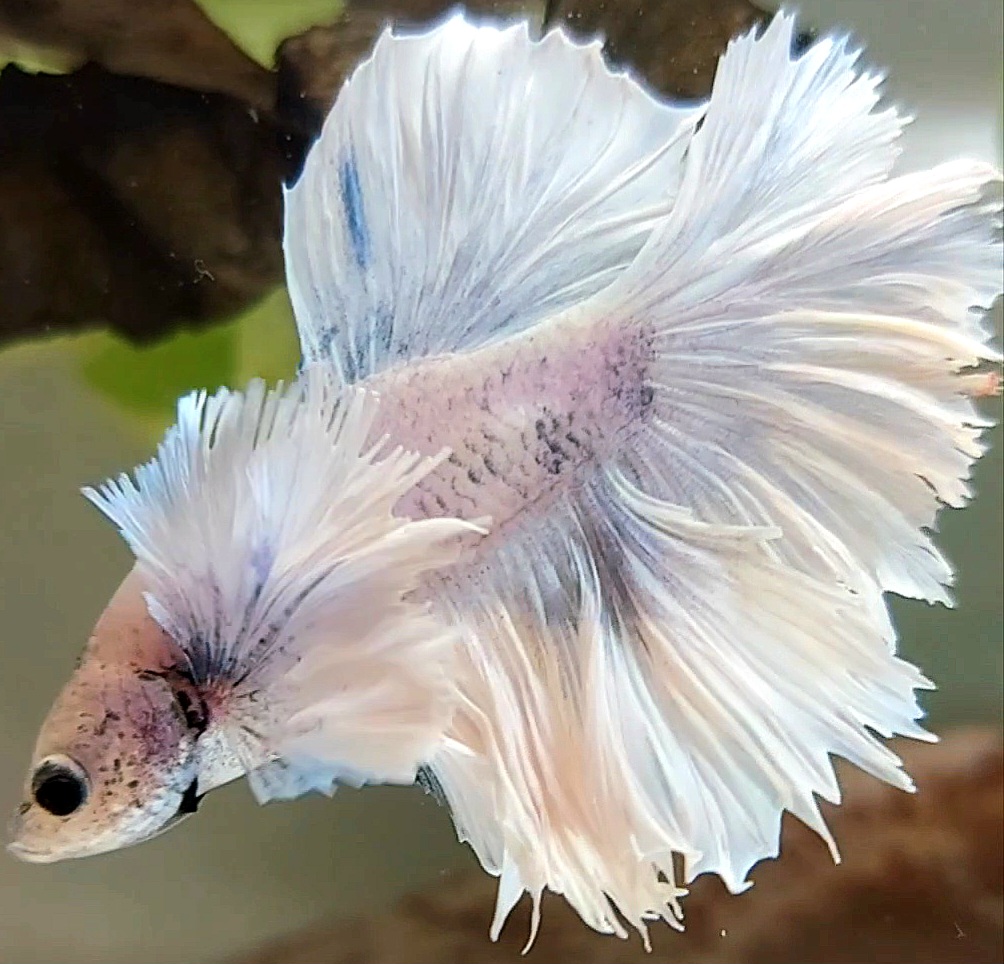 Koleksi Cupang Bandung - HALFMOON SUPER DUMBO EAR FEATHER TAIL WHITE ...