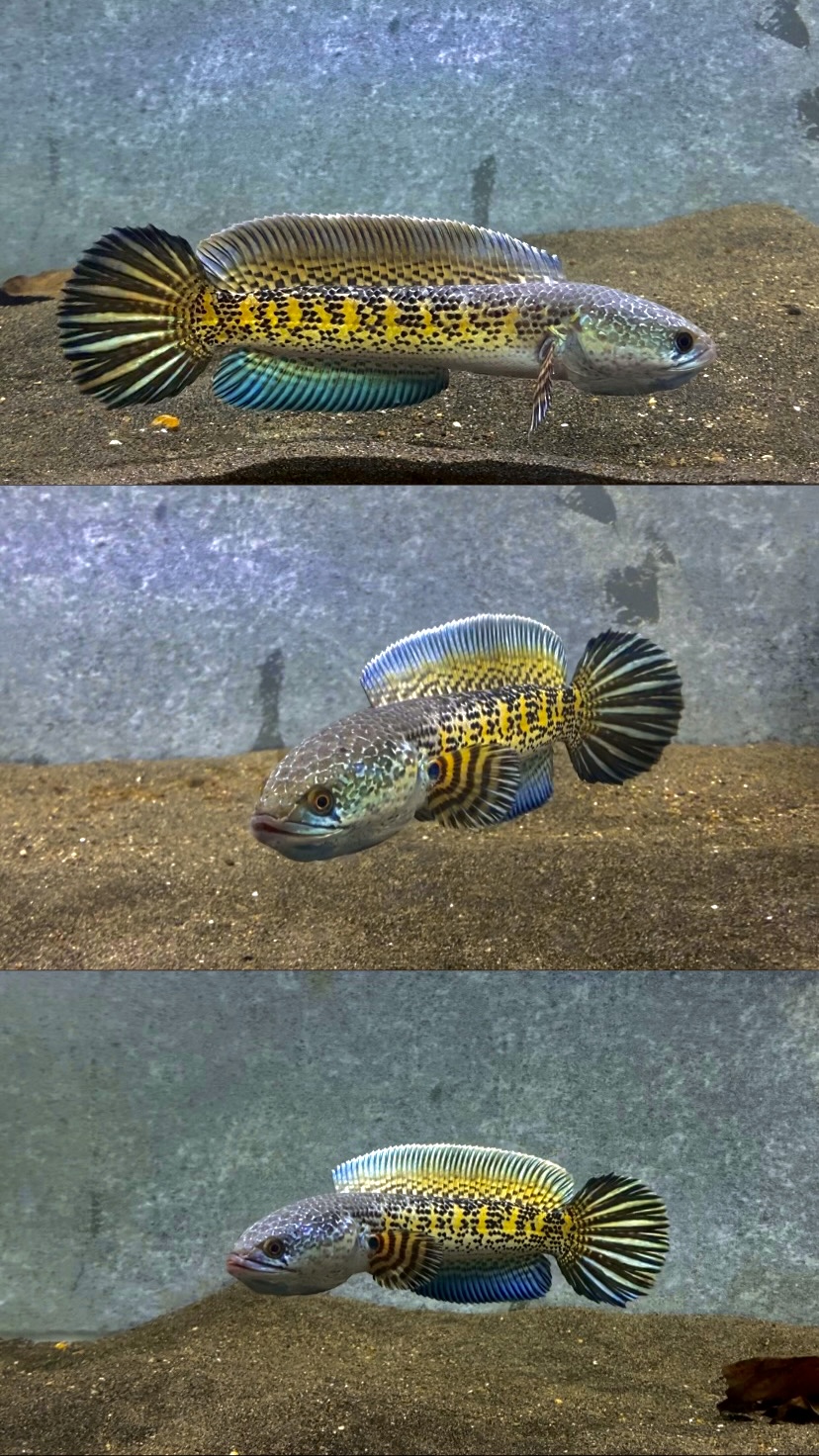 Oceanlyfe Channaquatic - Channa Golden Cobra