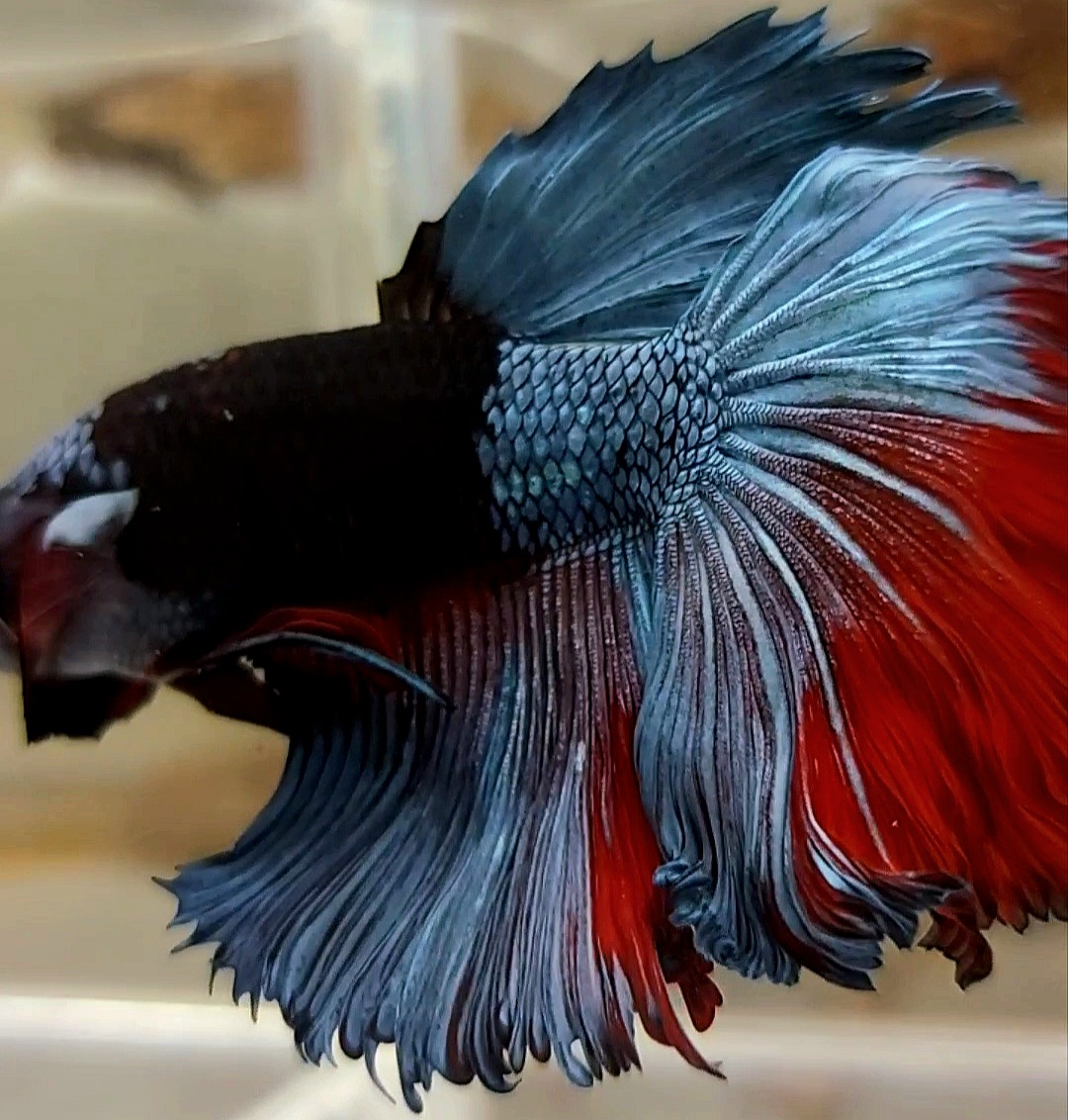 Koleksi Cupang Bandung - HALFMOON ROSETAIL BLACK SERIES AVATAR BETTA FISH