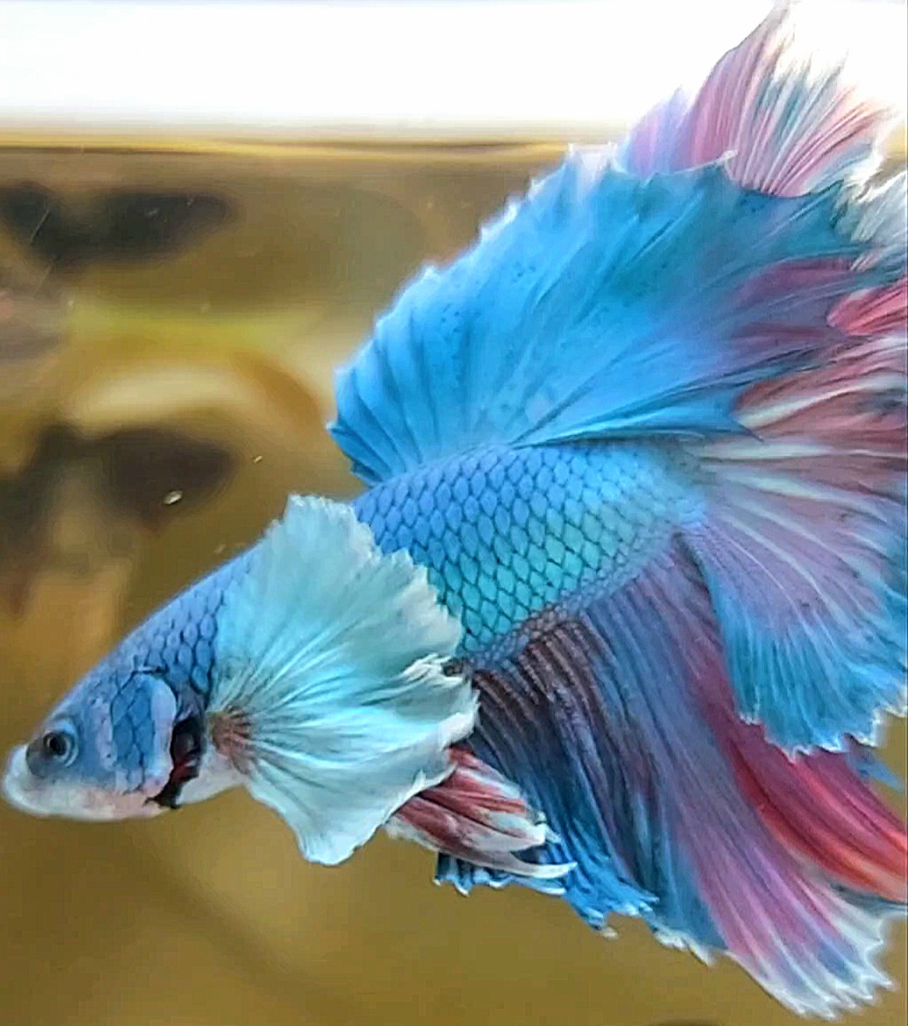 Koleksi Cupang Bandung - HALFMOON DUMBO EAR ROSETAIL BLUE GREEN BETTA FISH