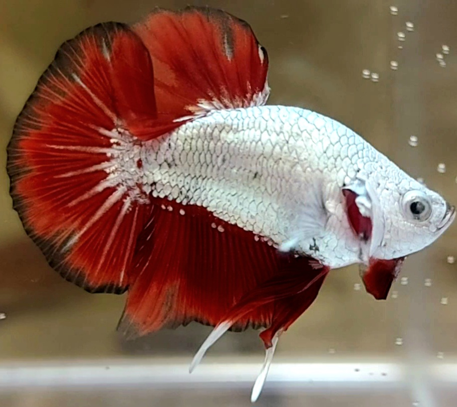 Koleksi Cupang Bandung - BONSAI MINI PLAKAT RED DRAGON SNOW UNIQUE ...