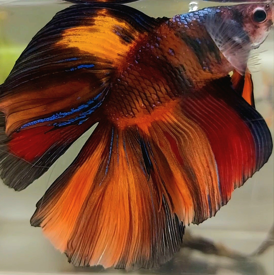 Koleksi Cupang Bandung - XL HALFMOON DOUBLE TAIL NEMO CLASSIC ...