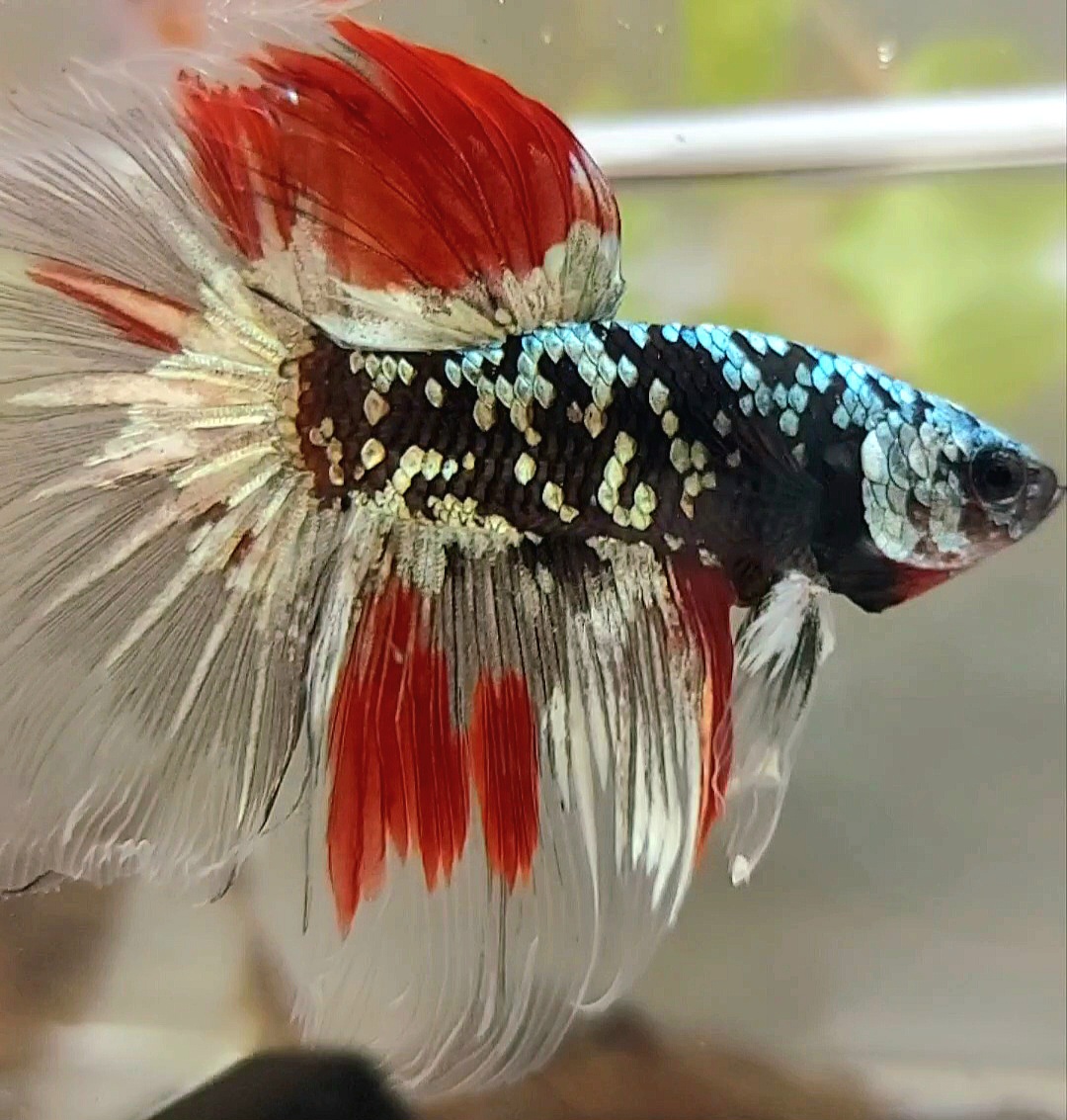 Koleksi Cupang Bandung - HALFMOON BLACK GALAXY AVATAR COPPER GOLD BETTA ...