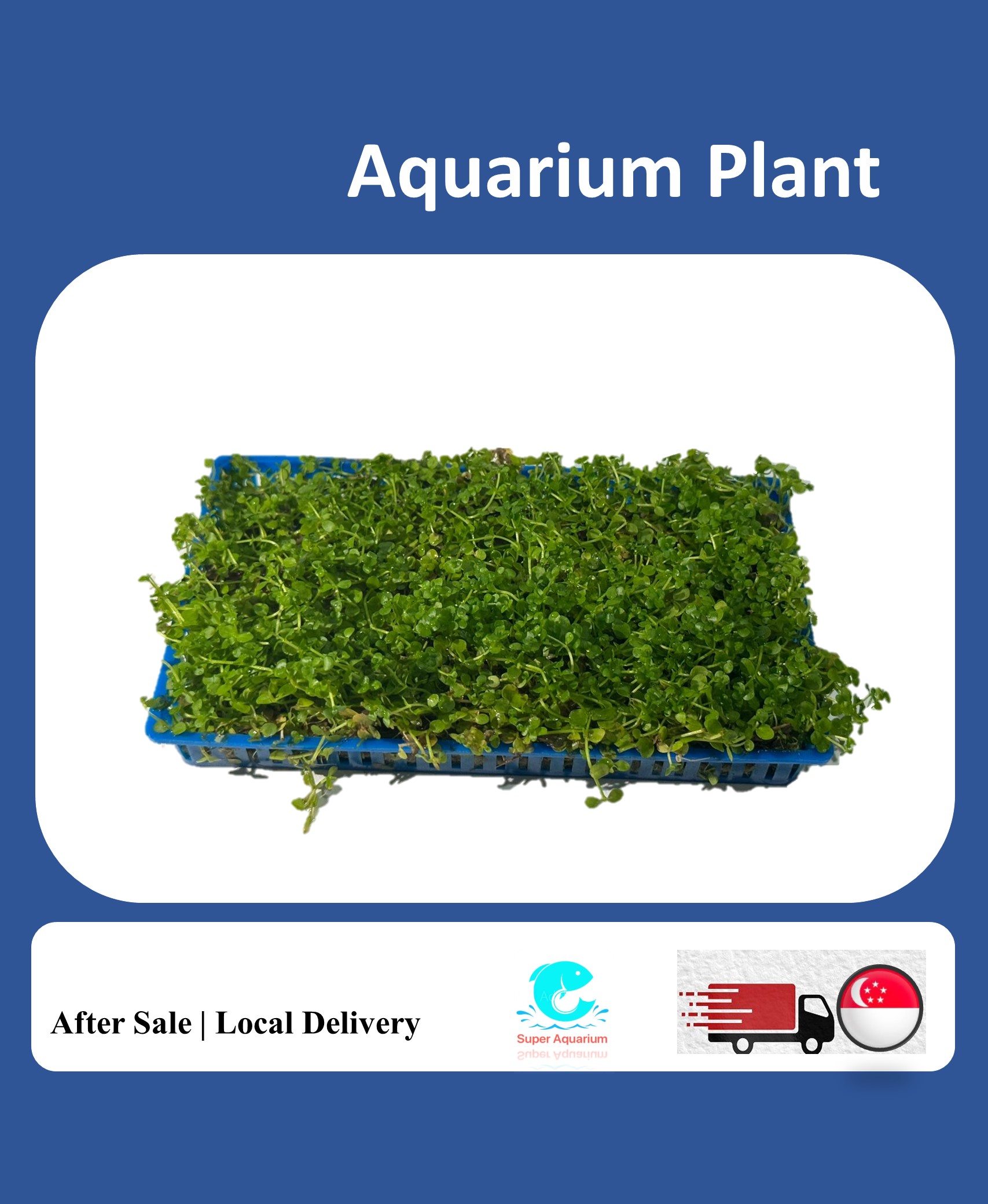 Aquarium Studio Macpherson - Monte Carlo on Tray Fresh Live Aquarium ... Aquarium Studio Macpherson - Monte Carlo on Tray Fresh Live Aquarium ...