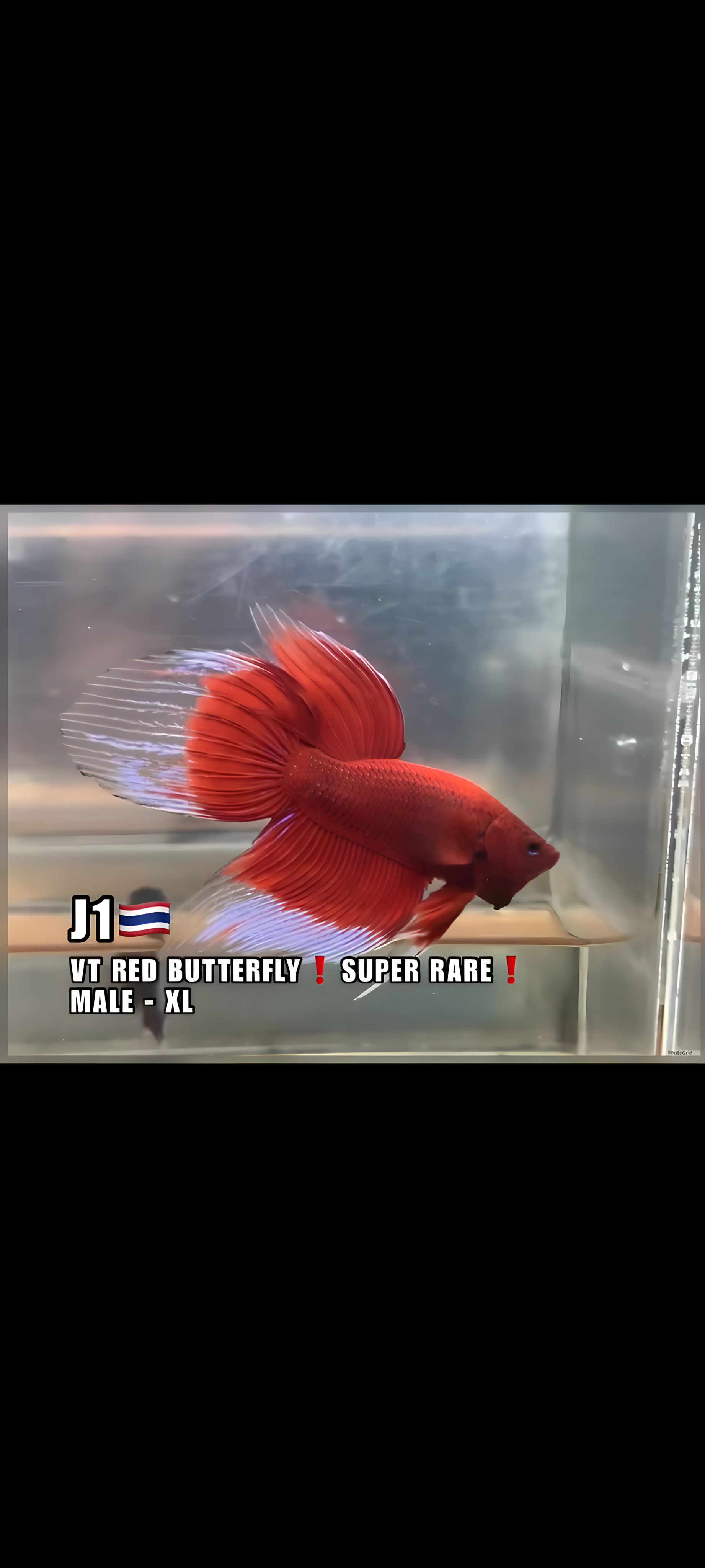 Rainbow fish collection - Betta Veiltail red butterfly