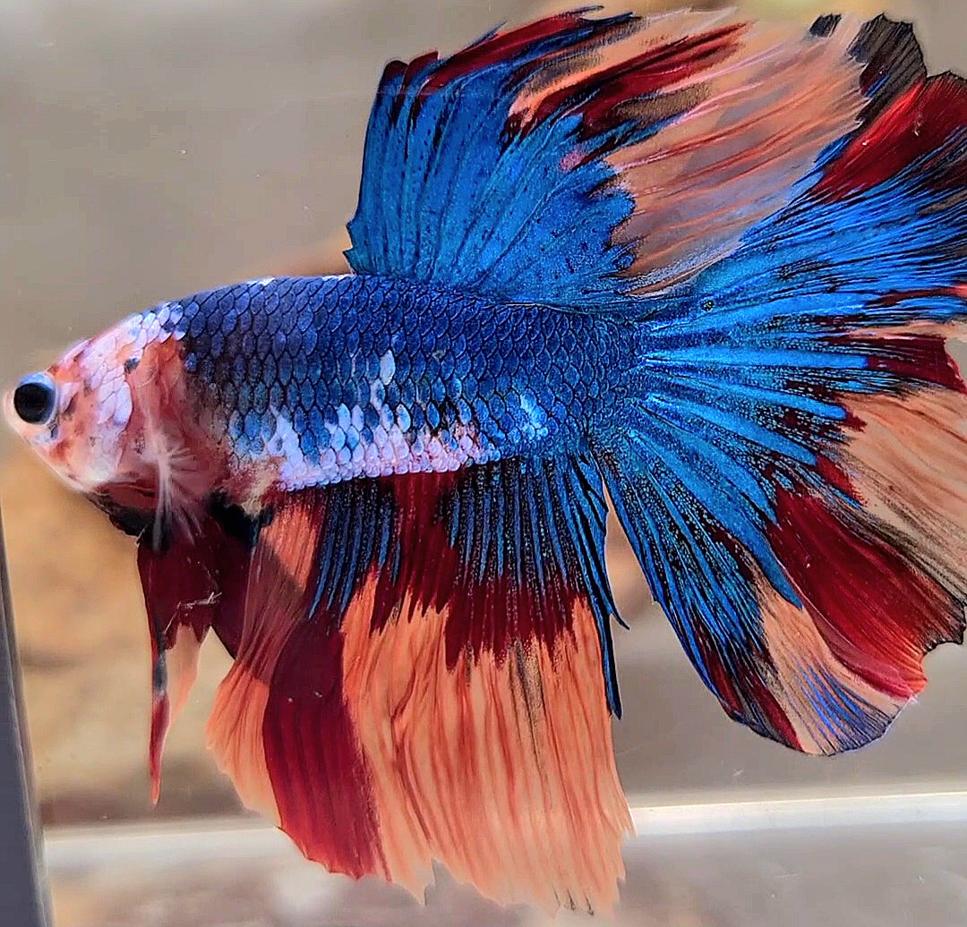 Koleksi Cupang Bandung - HALFMOON BLUE NEMO FANCY MULTICOLOR BETTA FISH
