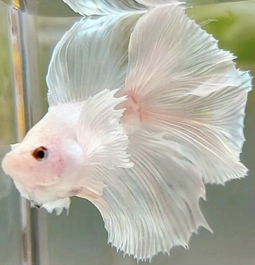 Koleksi Cupang Bandung - HALFMOON DOUBLE TAIL DUMBO EAR WHITE PLATINUM RARE