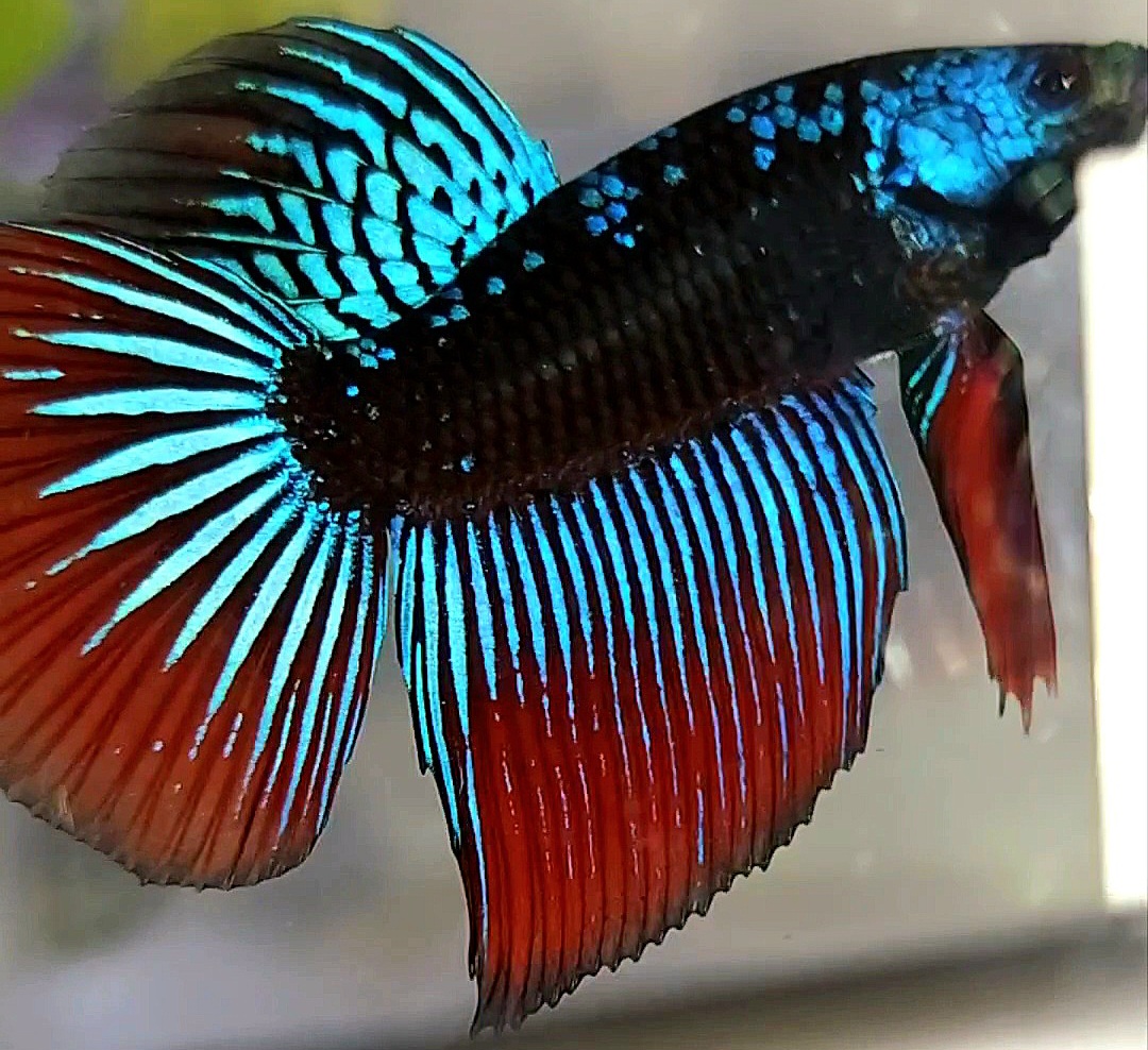 Koleksi Cupang Bandung - LONGFIN DELTA ALIEN BLUE GALAXY SAMURAI HYBRID ...